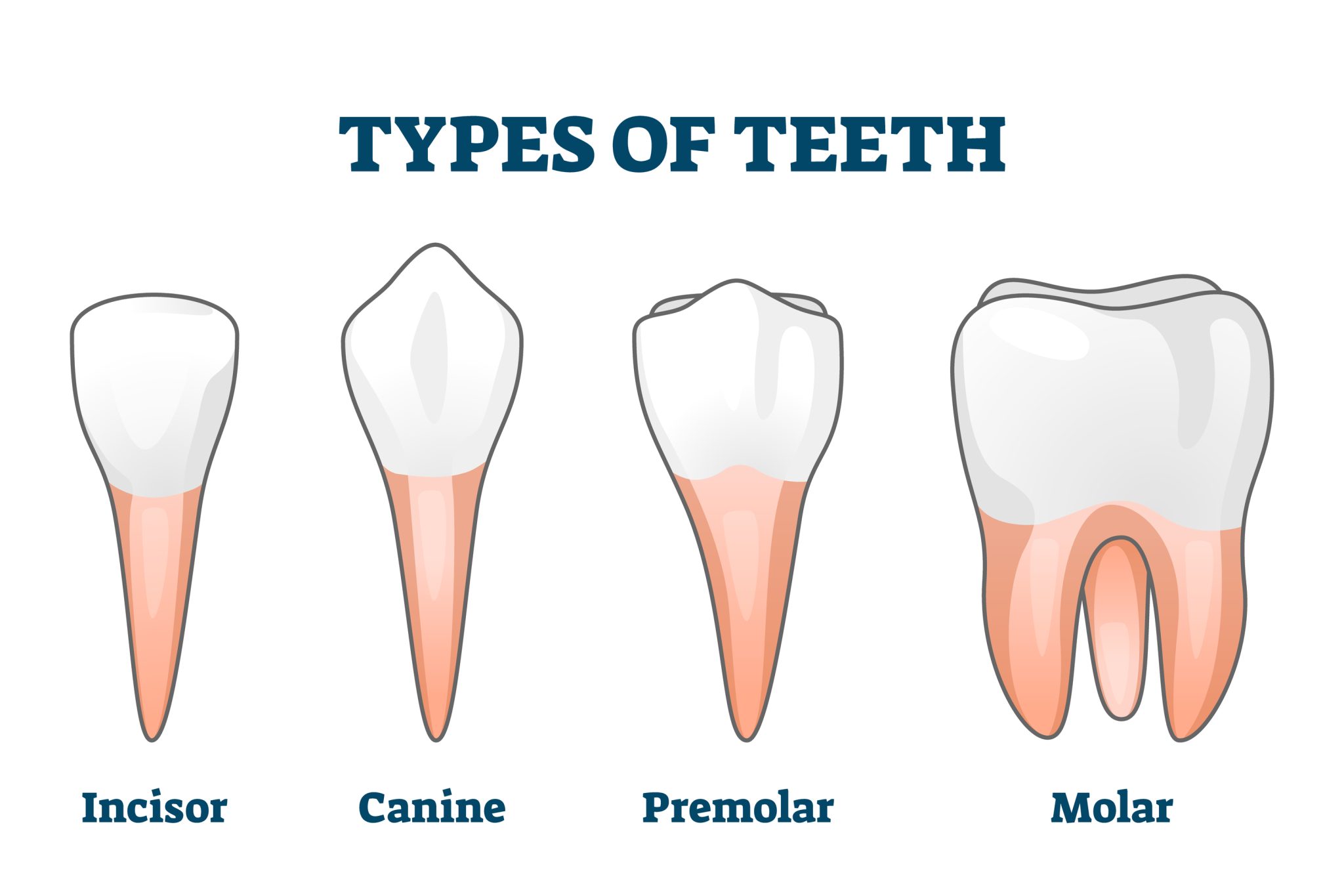 The Anatomy of a Tooth | Dental Professionals Explain